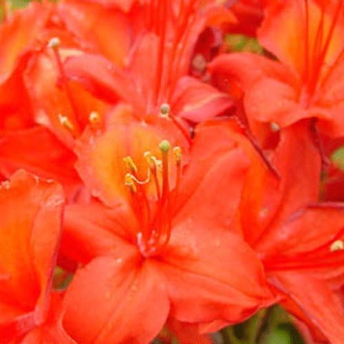 Azalea deciduous Knaphill ‘Satan’ 19cm Pot Size – BigaMart