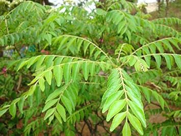 Kapebonavista® Kari Patta Kadi Patta Meetha Neem Curry Leaf Tree ...