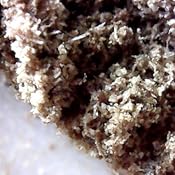 Amazon.com : Organic Ceylon Cinnamon Powder - Family Owned Since 1935 ...