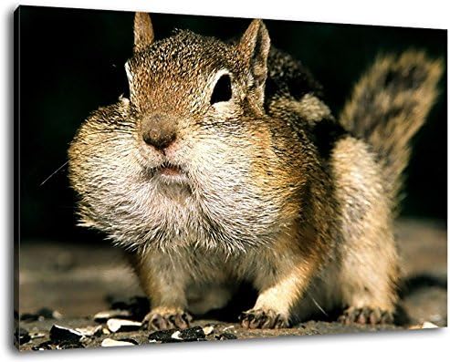 Squirrel with fat cheeks Size: 120x80 cm covered painting on canvas ...