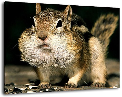 Dark Squirrel with chubby cheeks Format: 100x70 cm covered painting on ...