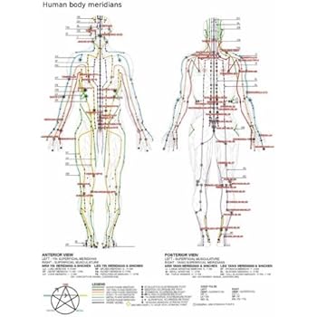 Amazon.com: Acupuncture Poster 24x36: Prints: Posters & Prints