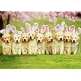 Amazon.com : Row Of Puppy Bunnies - Avanti Dog Easter Card : Office ...
