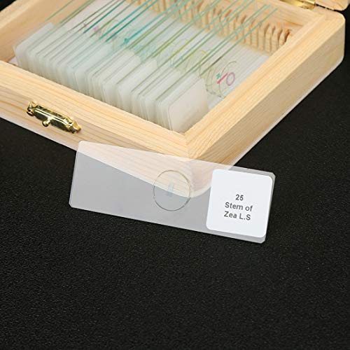 Prepared Microscope Slides Set for Students Basic Biological Science ...