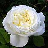 ROSE DIAMOND ANNIVERSARY - Diamond Wedding Anniversary, 60th Diamond ...