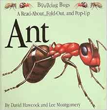 ANT (Bouncing Bugs): Hawcock, David: 9780679854692: Amazon.com: Books