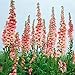The Foxglove Plant: Facts and Care for This Garden Beauty