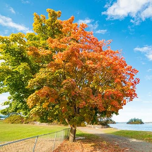 Sugar Maple Seeds for Planting 20 Pcs Heirloom Hardy Acer Saccharum ...