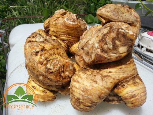 Puerto Rican Celery Root, Apio, Celeriac by Prorganics (1Lb) Food ...