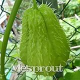 Chayote - How to grow & care
