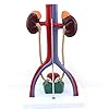 Educational Model Model of Human Urinary System, Medical Anatomical ...