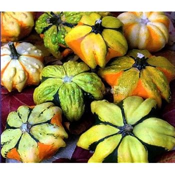 Amazon.com : Lunch Lady Gourd 20 Seeds - Wild Mix of Gourds ...