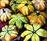 Amazon.com : Lunch Lady Gourd 20 Seeds - Wild Mix of Gourds ...