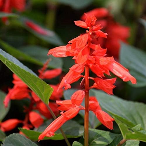 Scarlet Red Sage Seeds 30+ Salvia coccinea Tropical Sage, Blood Sage ...
