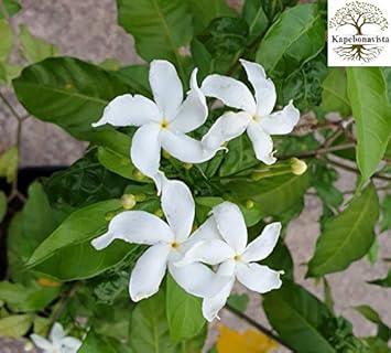 What Is Chandni Flower Called In English | Best Flower Site