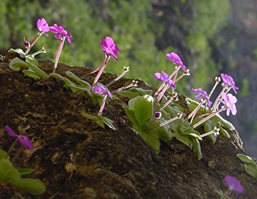Pinguicula elizabethiae photos
