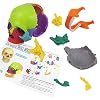 Evotech Mini Human Skull Model, Didactic 15 Parts Palm-Sized Anatomy ...