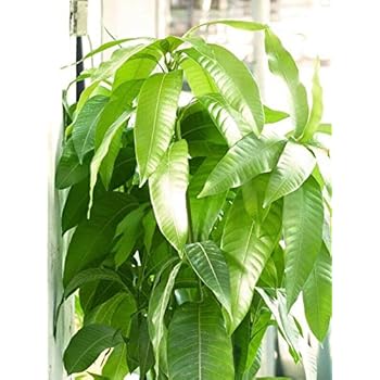 Amazon.com : COCONUT CREAM MANGO TREE - 2 Year Old : Garden & Outdoor