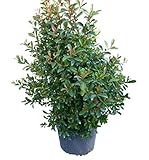 Syzygium paniculatum - How to grow plants