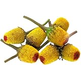 Amazon.com : Szechuan Flowers,Paracress (Buzz Buttons) Acmella oleracea ...