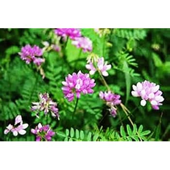 Amazon.com : Crown Vetch Seed - 1 lb Bag : Garden & Outdoor