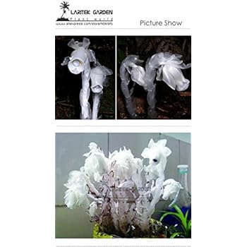 Amazon.com: Best Garden Seeds Real Monotropa Uniflora Indian Pipe ...