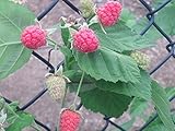 Loganberry - How to grow & care