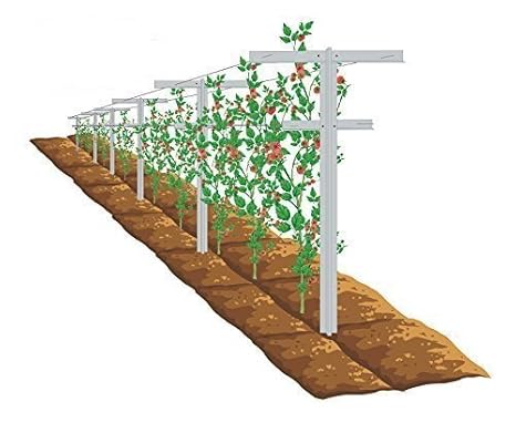 raspberry trellis