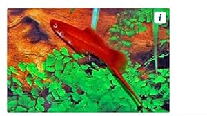 Amazon.com : Swordtail Red Velvet - Freshwater Live Tropical Fish : Pet ...