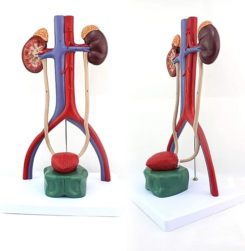 Assembly model Stereoscopically Human Urinary System Model, Anatomical ...