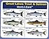 Amazon.com : Ident-I-Cards Pacific Salmon and Trout Freshwater Fish ...