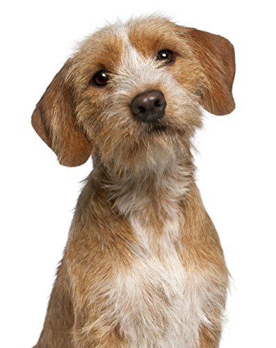 Equisilver Natural and Non-Toxic Vet Formulated Wound Spray for Dogs ...