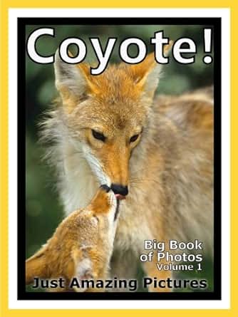 Just Coyote Photos! Big Book of Photographs & Pictures of Coyotes, Vol ...