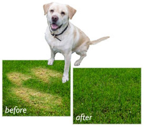 Grass Stitcher GSS-001 10-Inch Single Grass Stitcher | Pricepulse