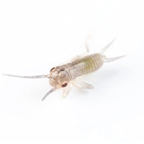 OVIPOST Live Crickets Pinhead | 250 Count | Live Crickets for Reptiles ...