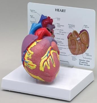 Amazon.com: Organ Anatomical Model Set of 4: Industrial & Scientific
