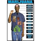 Amazon.com: Harmful Effects of Methamphetamine 24" X 36" Laminated ...