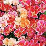 Clarkia - How to grow plants