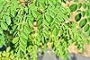 Dwarf Moringa Tree Seeds | 20+ Seeds to Grow | Highly Nutritious Leaves ...