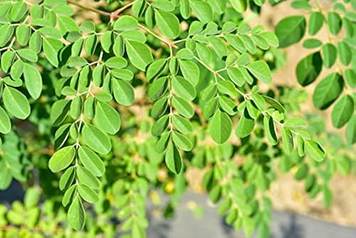 Dwarf Moringa Tree Seeds | 20+ Seeds to Grow | Highly Nutritious Leaves ...