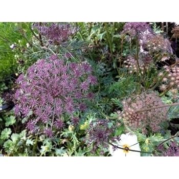 Amazon.com : Pink and Burgundy Dara Ammi False Queen Anne's Lace Bishop ...