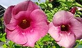 Allamanda Cherry jubilee - How to grow & care