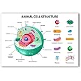 Amazon.com: Animal Cell Structure Poster - Science Biology Anatomy ...