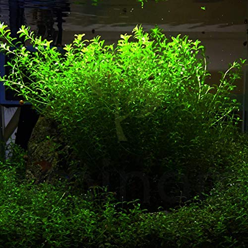 Mainam Pearlweed Bundle Micranthemum Micranthemoides Freshwater Carpet ...