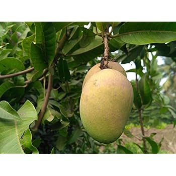 Amazon.com : COCONUT CREAM MANGO TREE - 2 Year Old : Garden & Outdoor