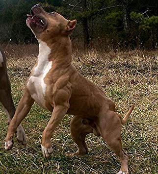 Can You Give A Dog Creatine