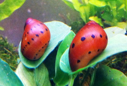 Worldwidetropicals Live Freshwater Aquarium Fish 6 Red Spotted Nerite ...