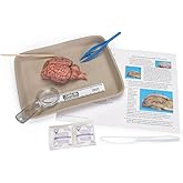 Young Scientist's Eye Dissection Kit: Science Lab Biology Classroom ...