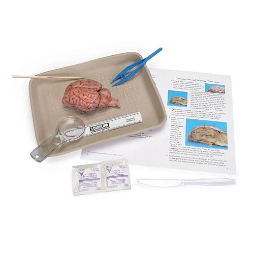 Carolina Sheep Brain Dissection Kit – Complete Anatomy Learning Set ...