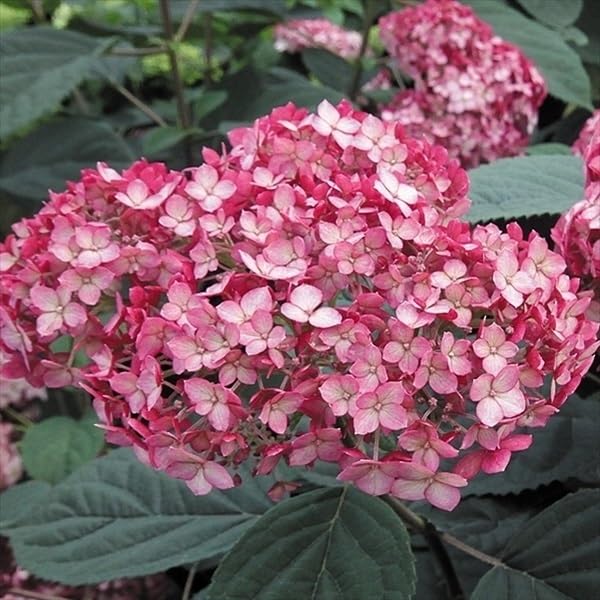 Mua American Hydrangea Seedling Annabel Mini Ruby PVP (Formerly Ruby ...